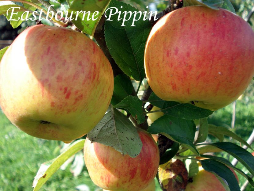 Eastbourne Pippin: Get this Sussex apple tree variety for your orchard